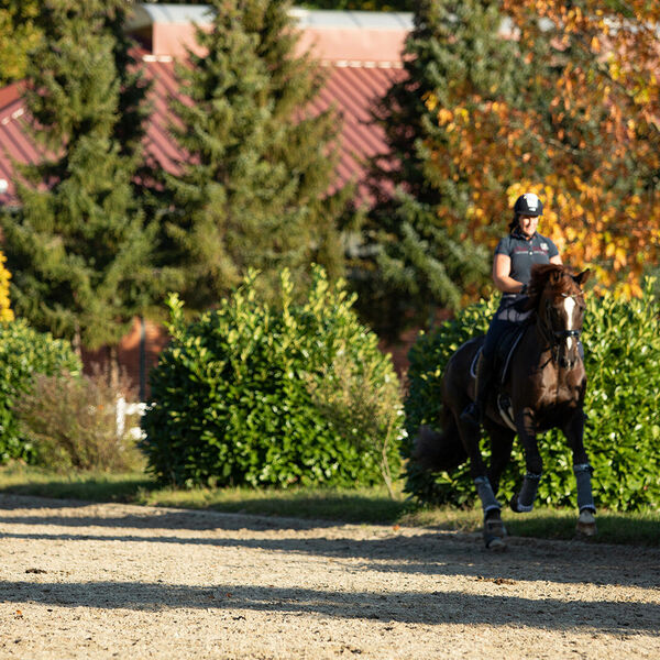 Hannoveraner Verband: Hannoveraner Verband