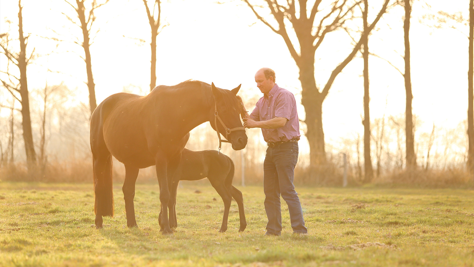 Breeding certificate: Hannoveraner Verband